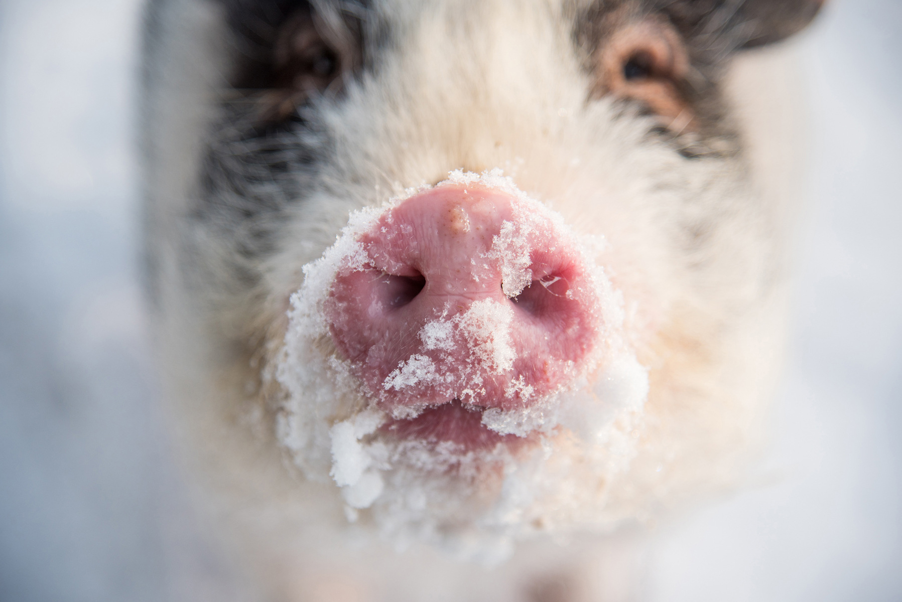 Farm Vet Advice on Caring for Winter Livestock – Mother Earth News